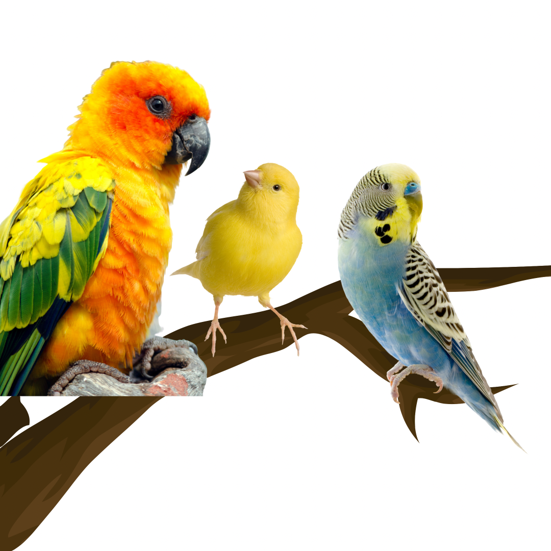 BIRDS – Fish N Pets Unlimited
