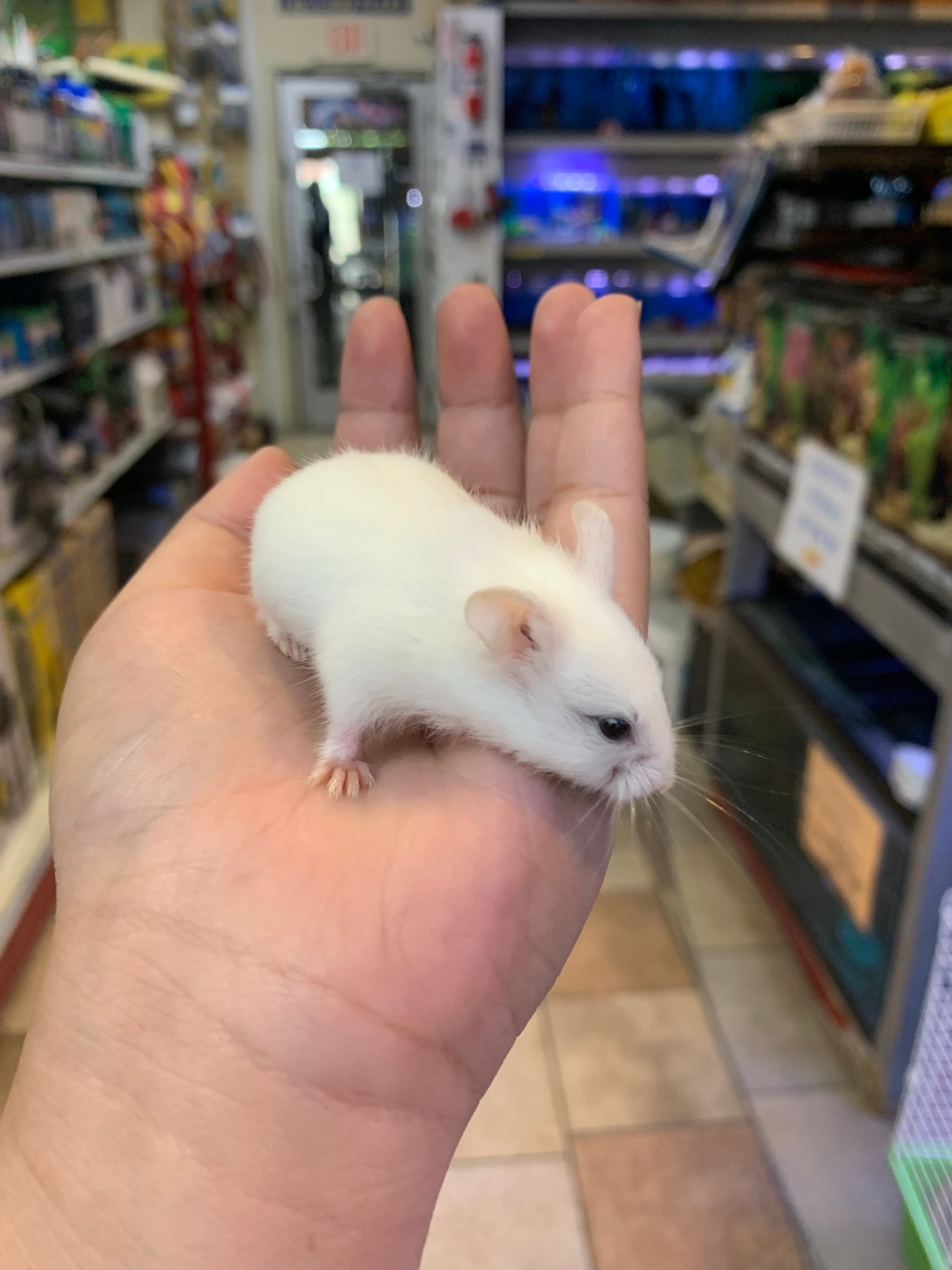 Dwarf Hamster Assorted color – Fish N Pets Unlimited