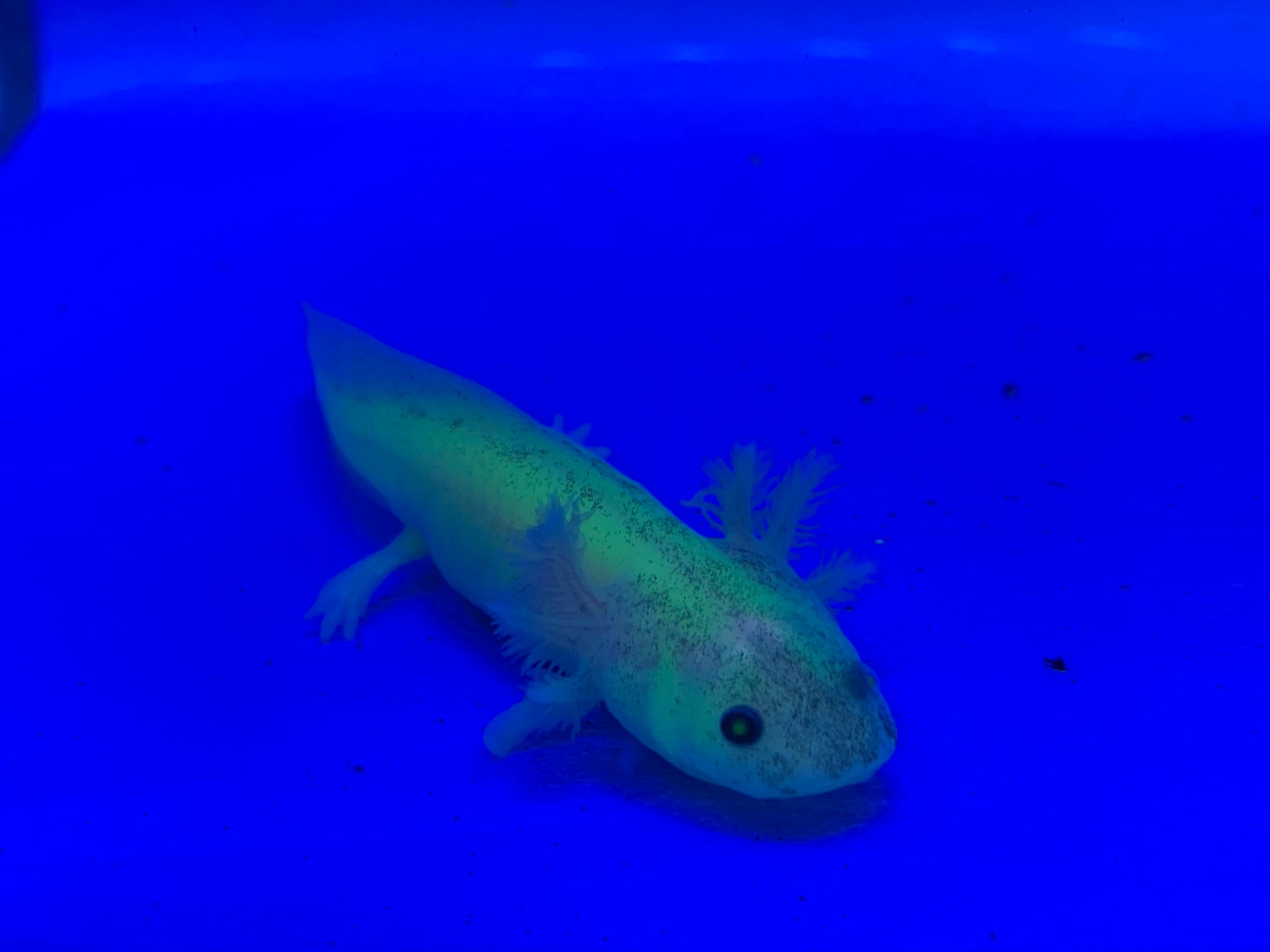 Leucistic Axolotl Glow In The Dark